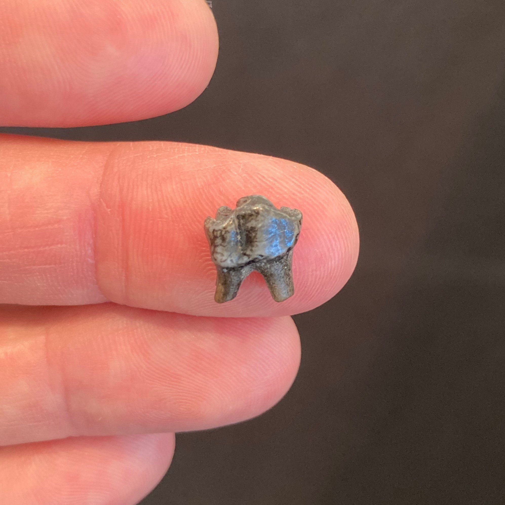 Fossil Deer Tooth Odocoileus Virginianus First Lower Premolar ...