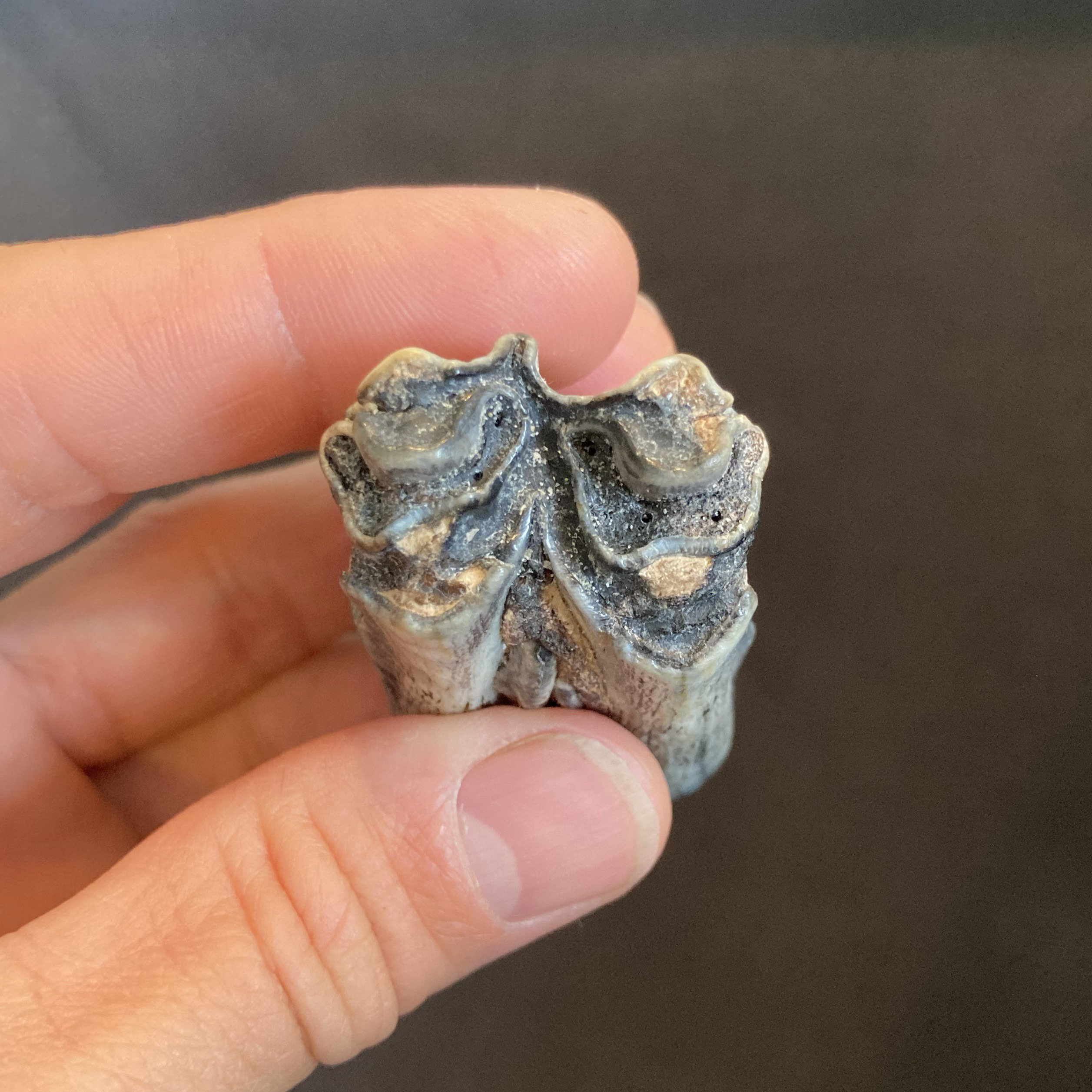 Large Fossil Beach Tumbled Bison Tooth Pleistocene Florida | Etsy