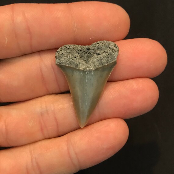 Mako Shark Teeth