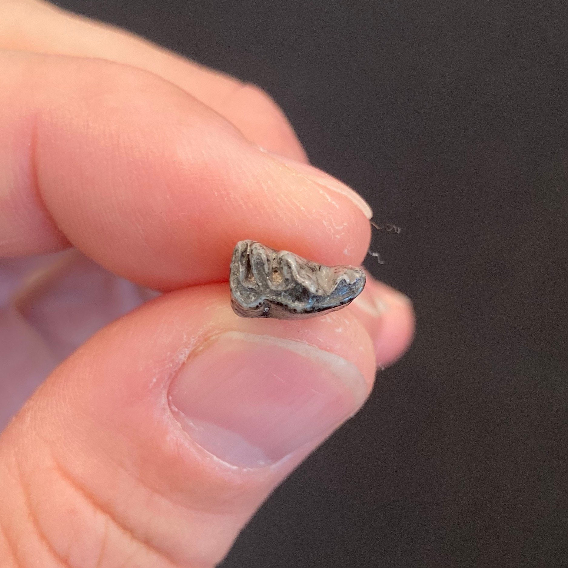 Fossil Deer Tooth Odocoileus Virginianus First Lower Premolar ...