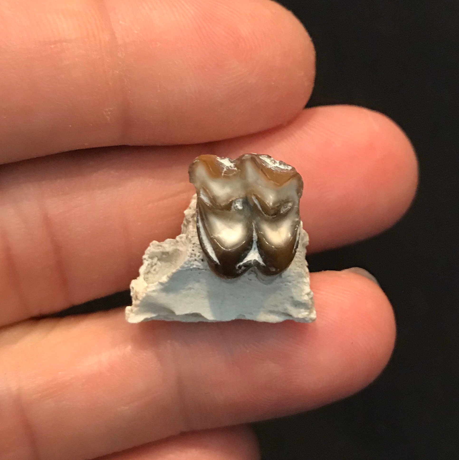 30 Million Years Old Fossil Three Toed Horse Tooth With Attached ...