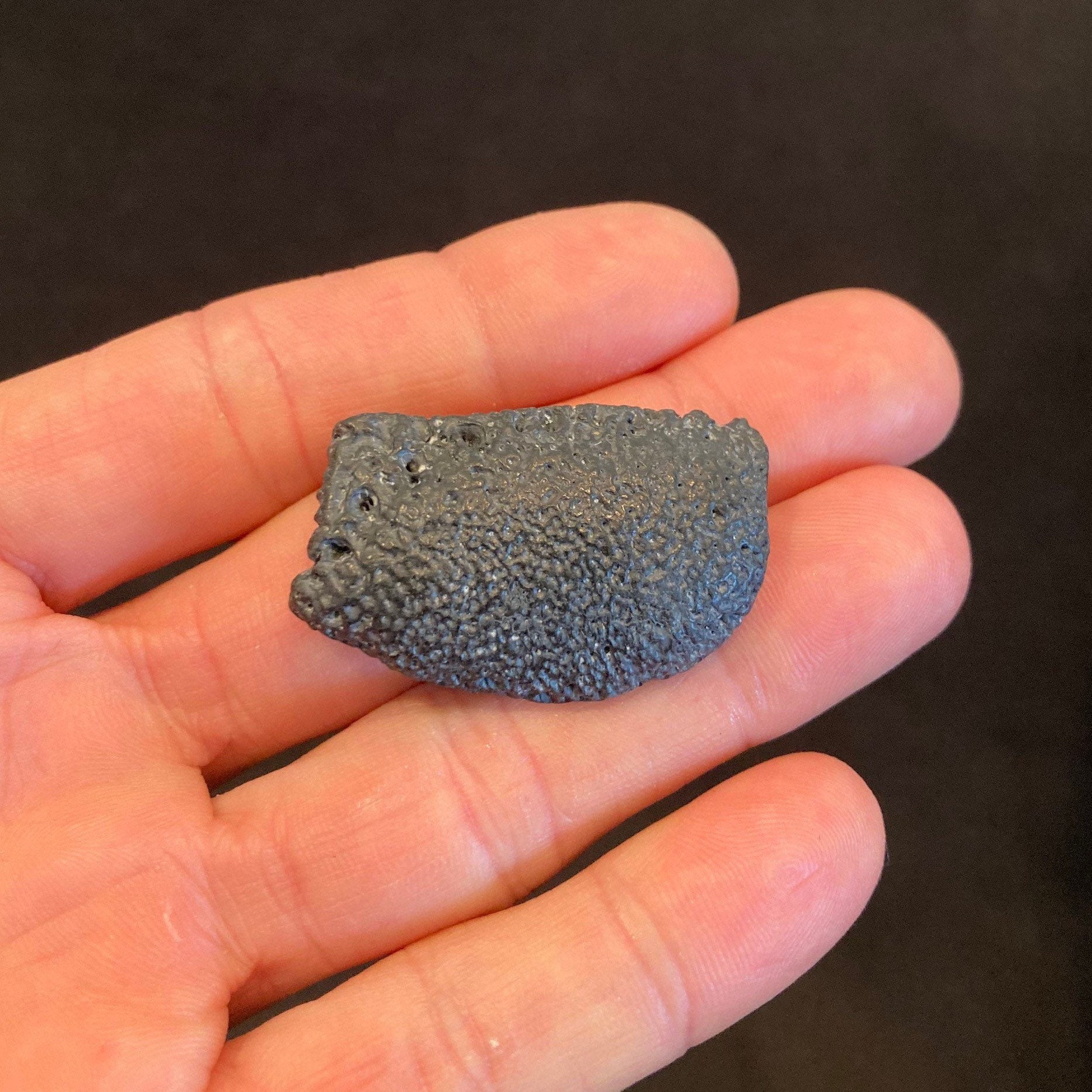 Fossil Giant Armadillo Shell Fragment | Scute | Osteoderm Florida ...
