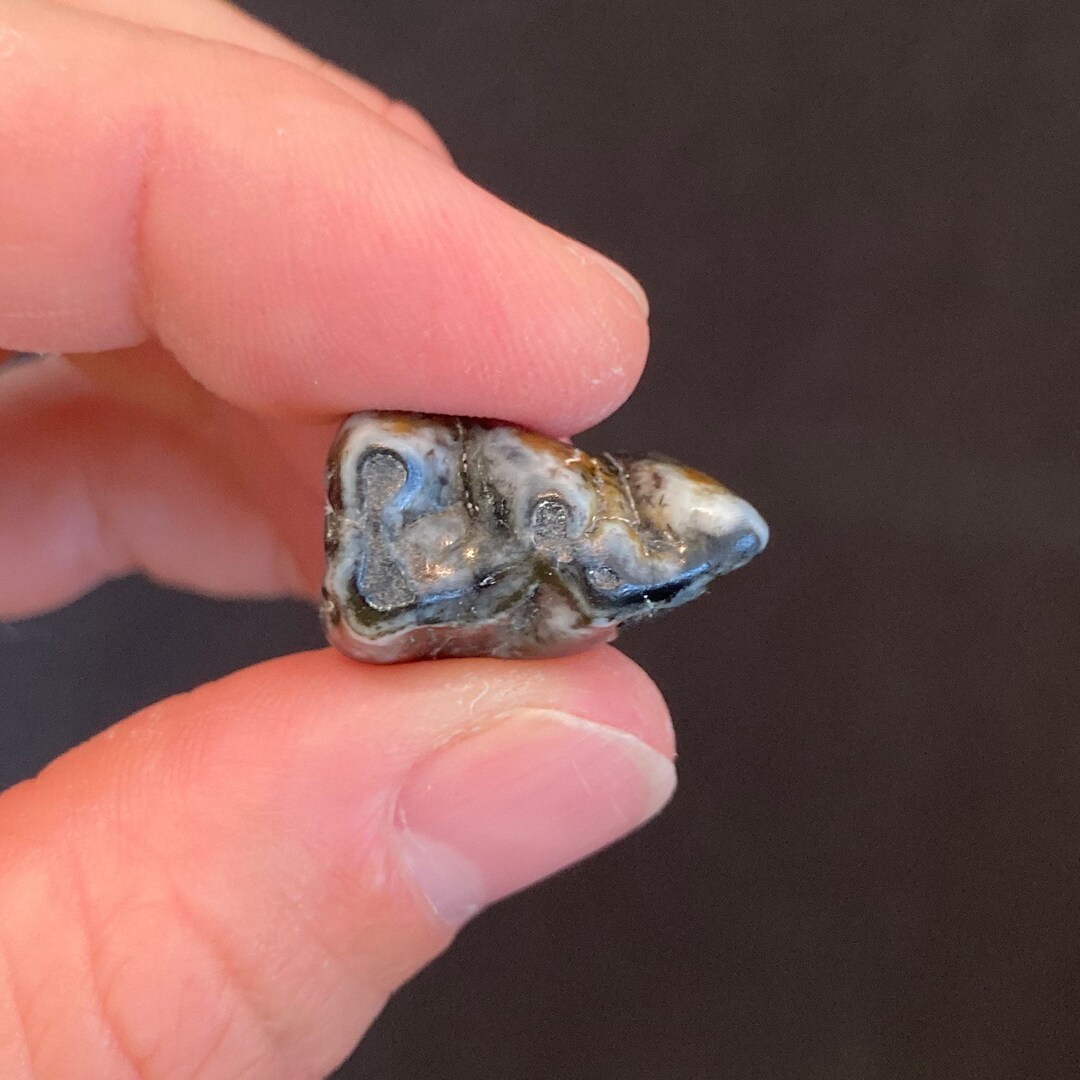Fossil Tapir Tooth First Lower Premolar Pleistocene Epoch Florida - Etsy