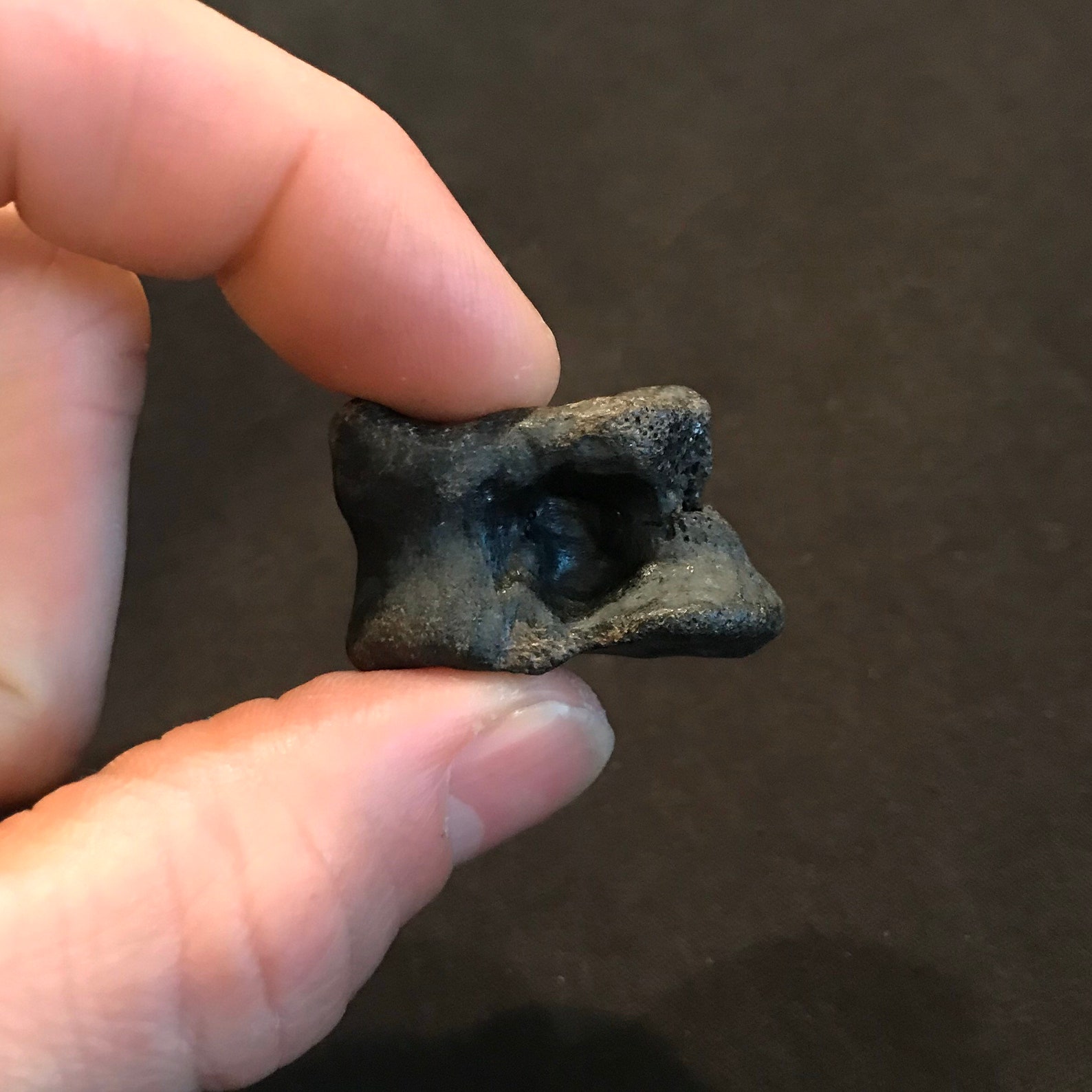 Fossil Deer Ankle Bone | Astragalus Pleistocene Epoch Florida - Etsy