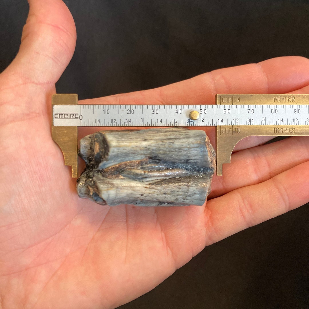 Large Fossil Beach Tumbled Bison Tooth Pleistocene Florida - Etsy