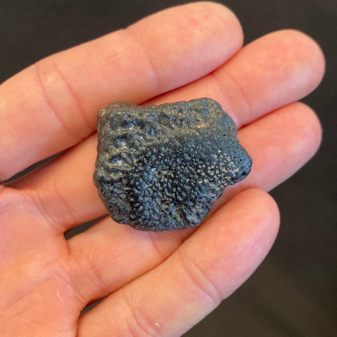 Fossil Beach Tumbled Giant Armadillo Scute | Shell Fragment | Osteoderm ...