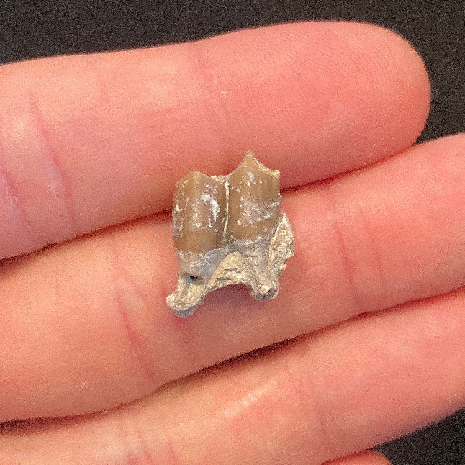 30 Million Years Old Fossil Primitive Camel Poebrotherium - Etsy