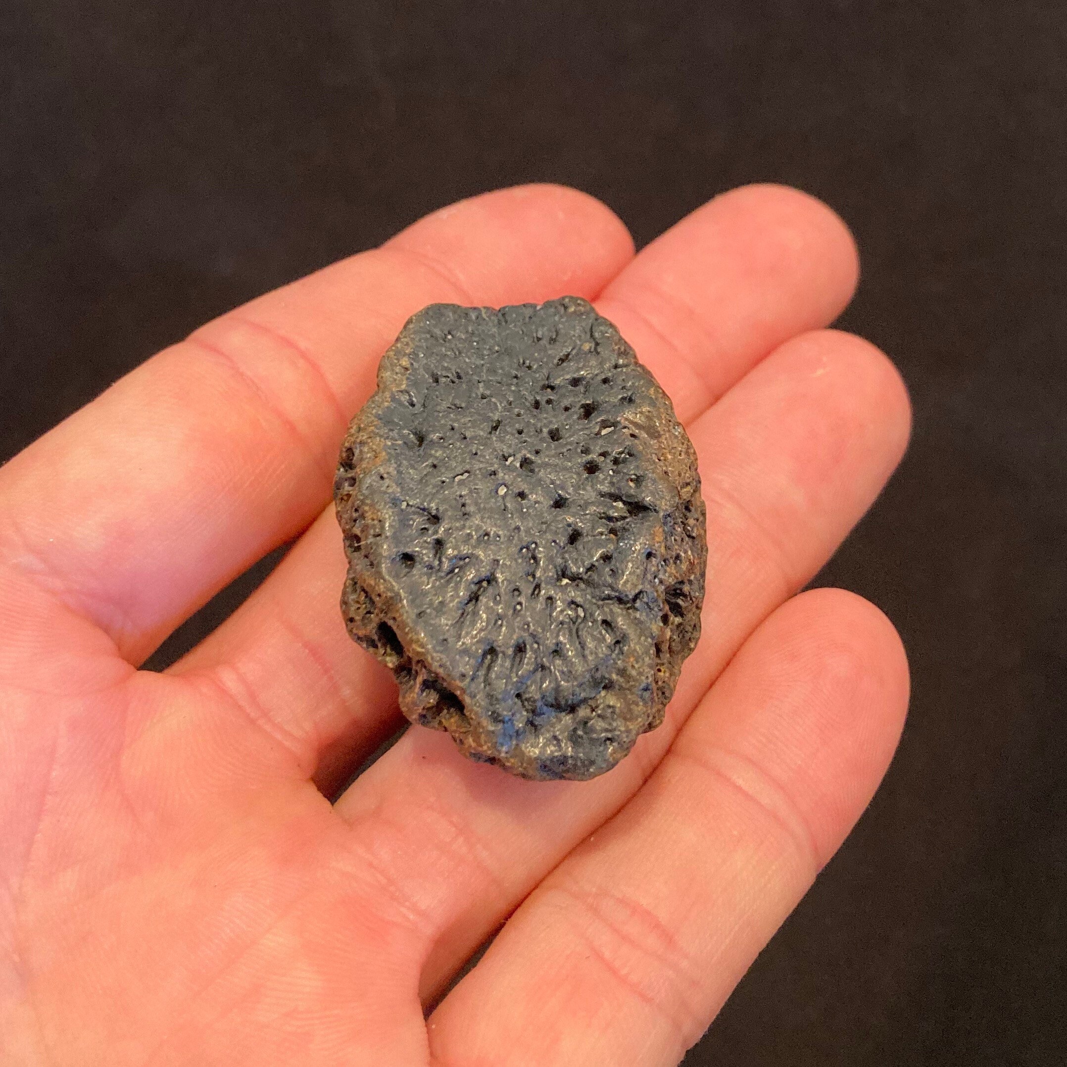 Fossil Glyptodont Dermal Scute (bony Shell Fragment) Pleistocene Epoch ...