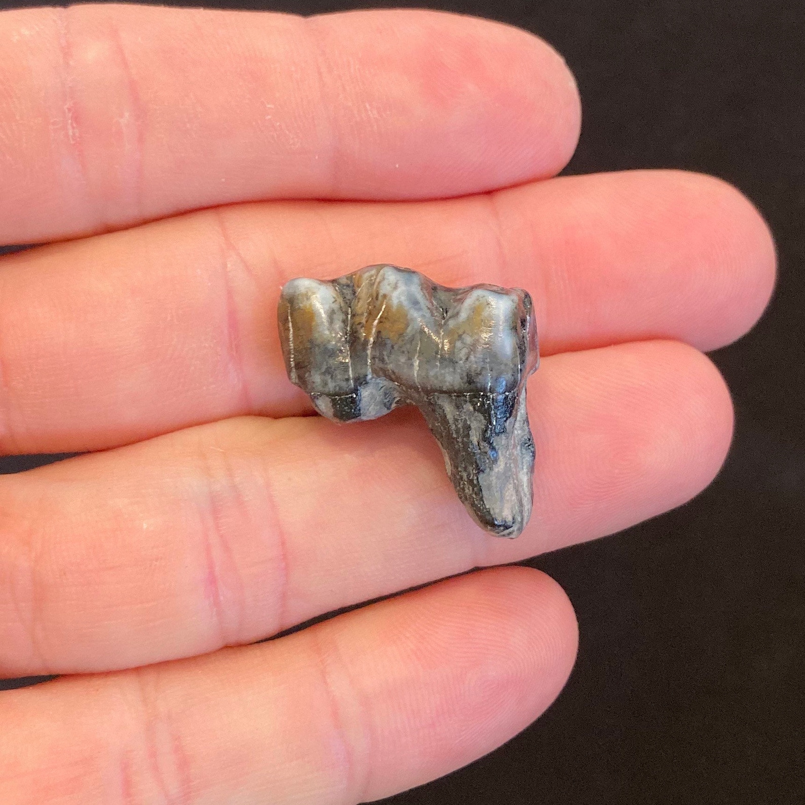 Fossil Tapir Tooth First Lower Premolar Pleistocene Epoch - Etsy