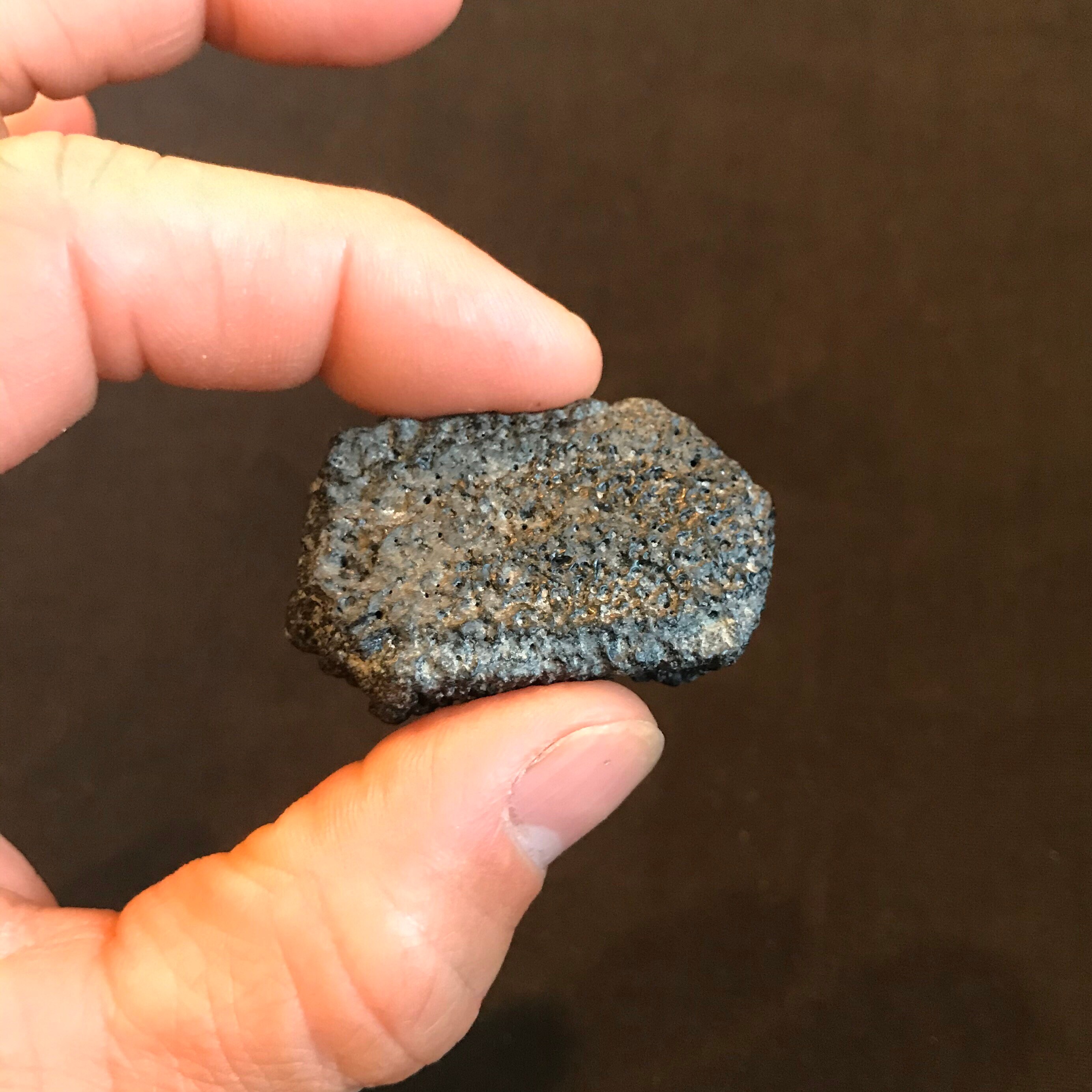 Fossil Extinct Giant Armadillo Dermal Scute | Osteoderm | Shell ...