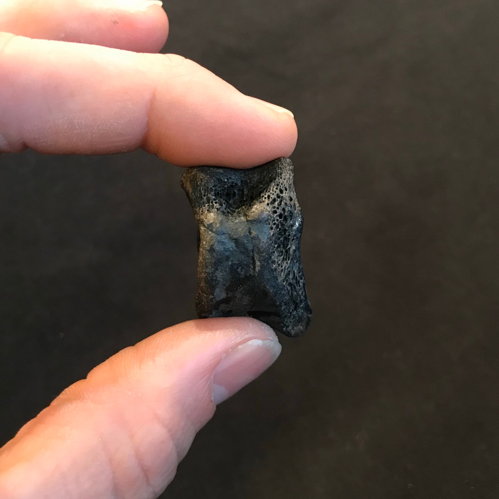 Fossil Deer Ankle Bone | Astragalus Pleistocene Epoch Florida - Etsy