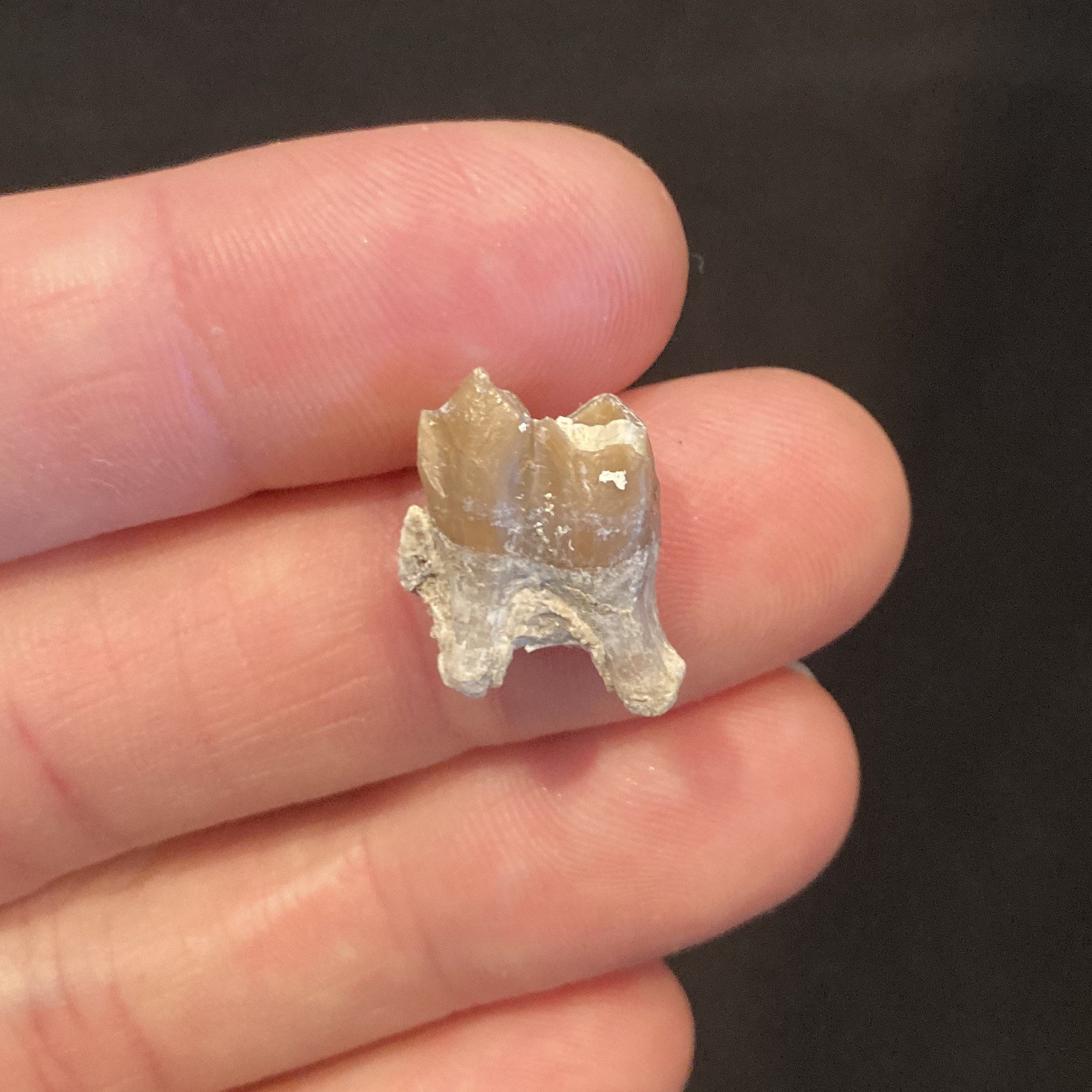 30 Million Years Old Fossil Primitive Camel Poebrotherium - Etsy