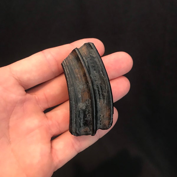 Fossil Horse Tooth - Etsy