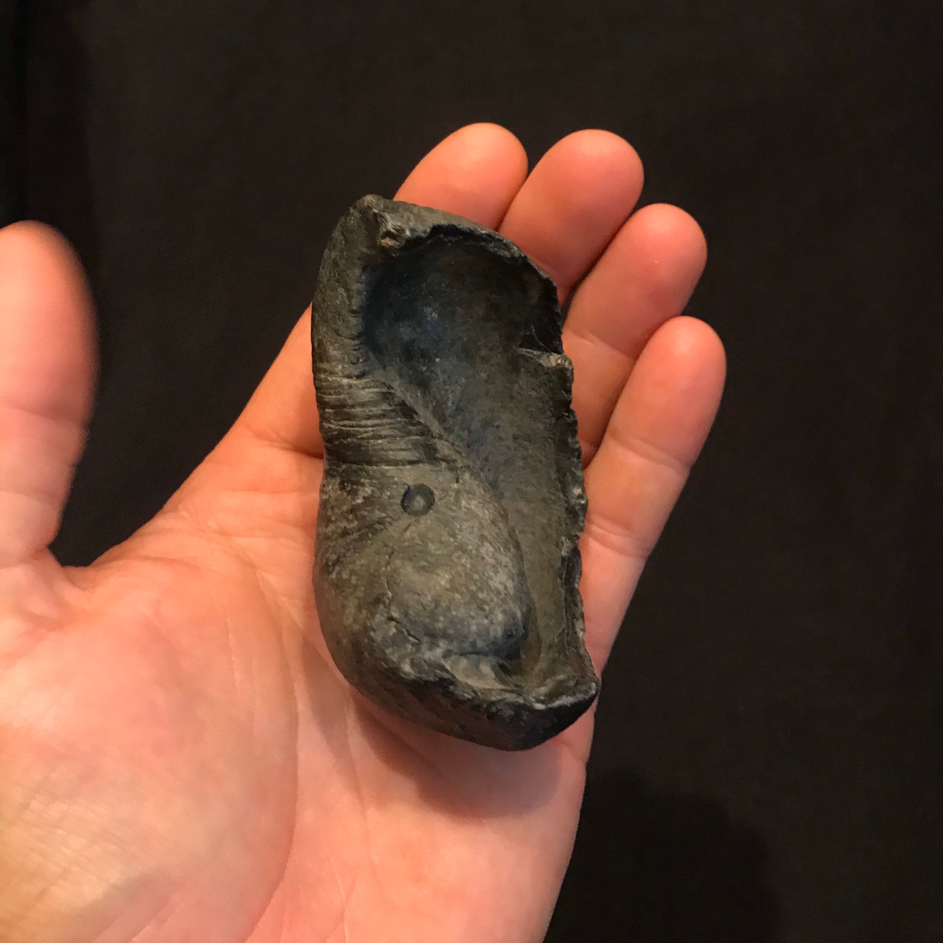 Fossil Tympanic Bulla Ear Bone Jacksonville Beach Florida - Etsy