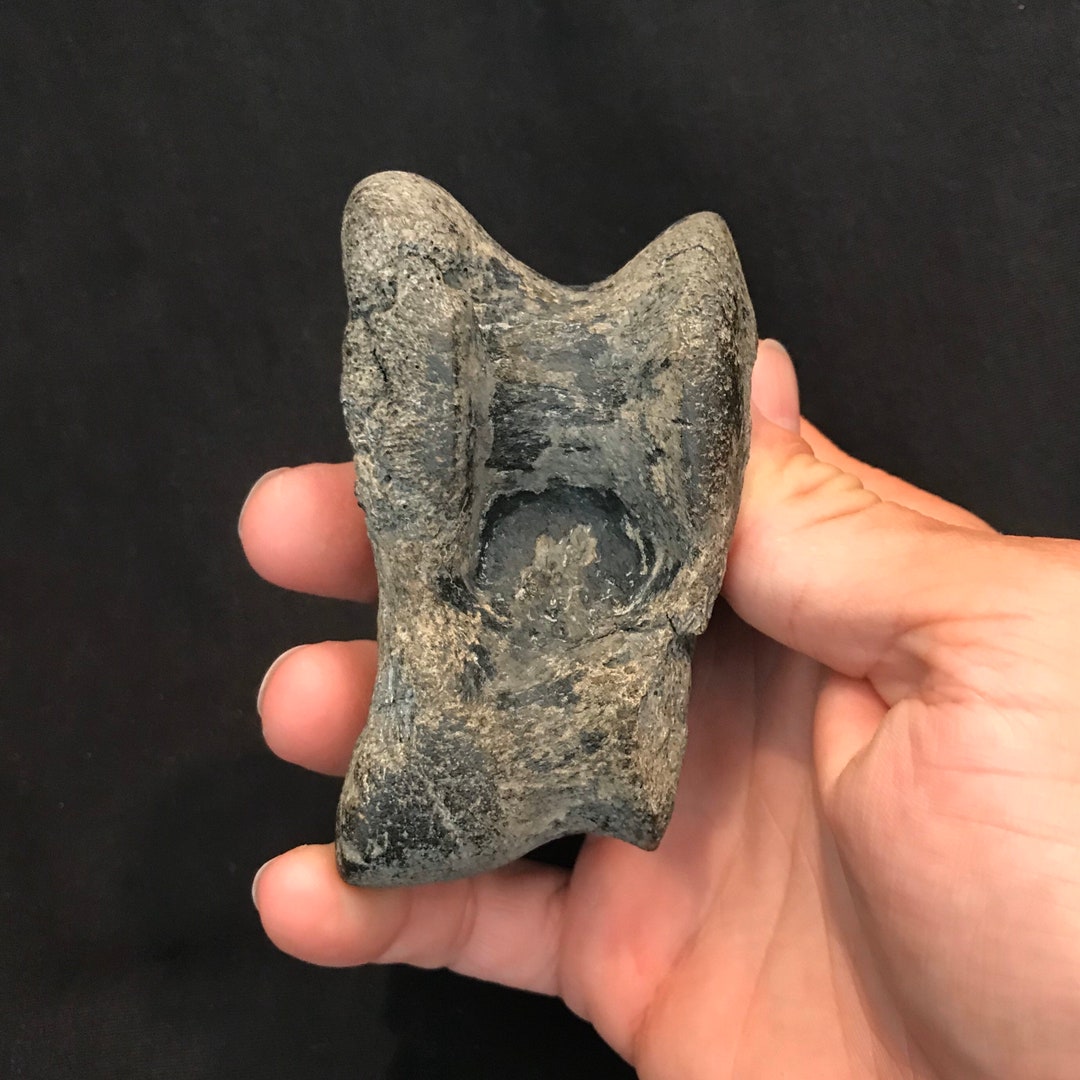 Beach Tumbled Fossil Bison Ankle / Astragalus / Tarsal / Foot Bone ...