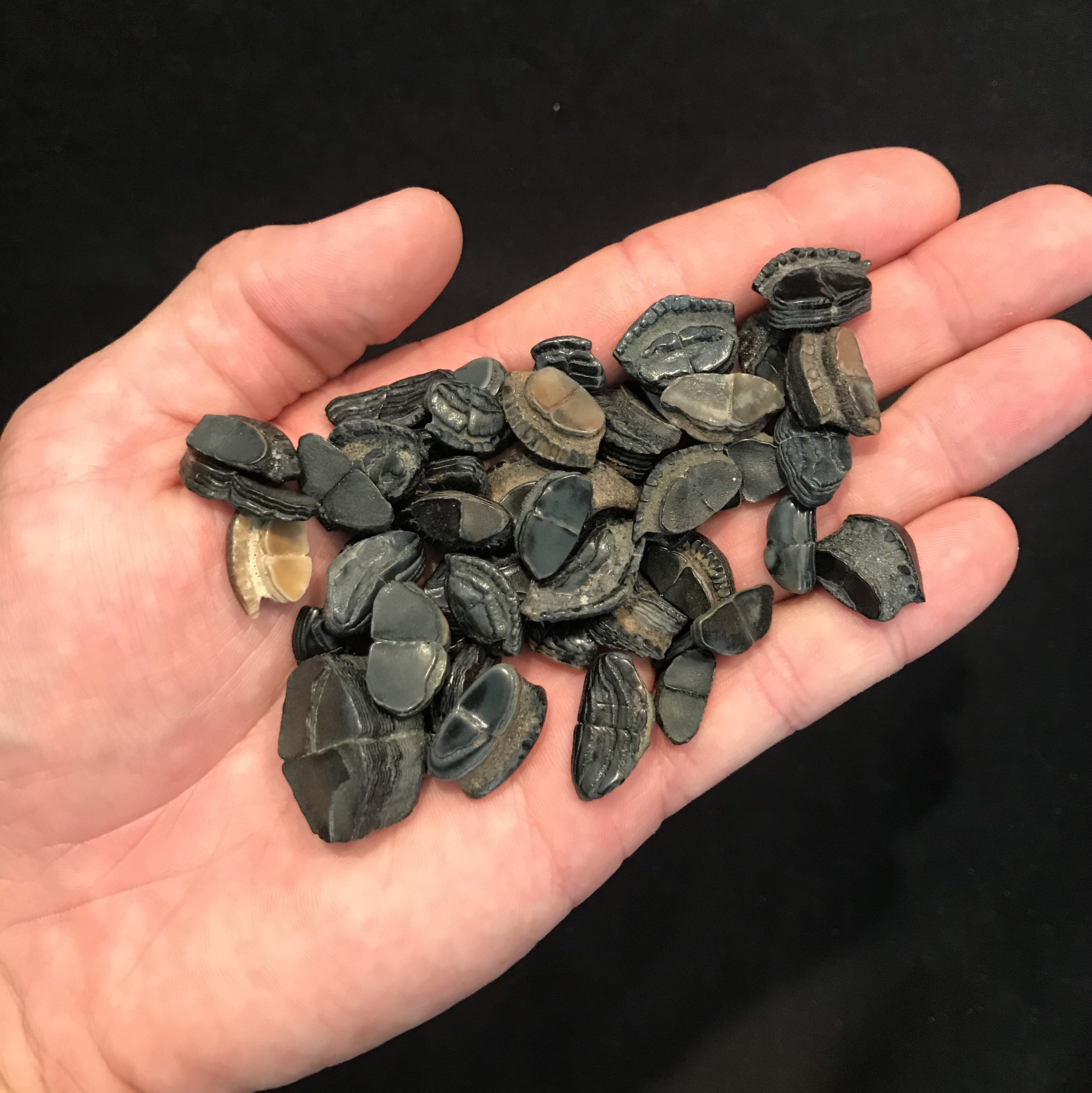 Puffer Fish Teeth Fossil