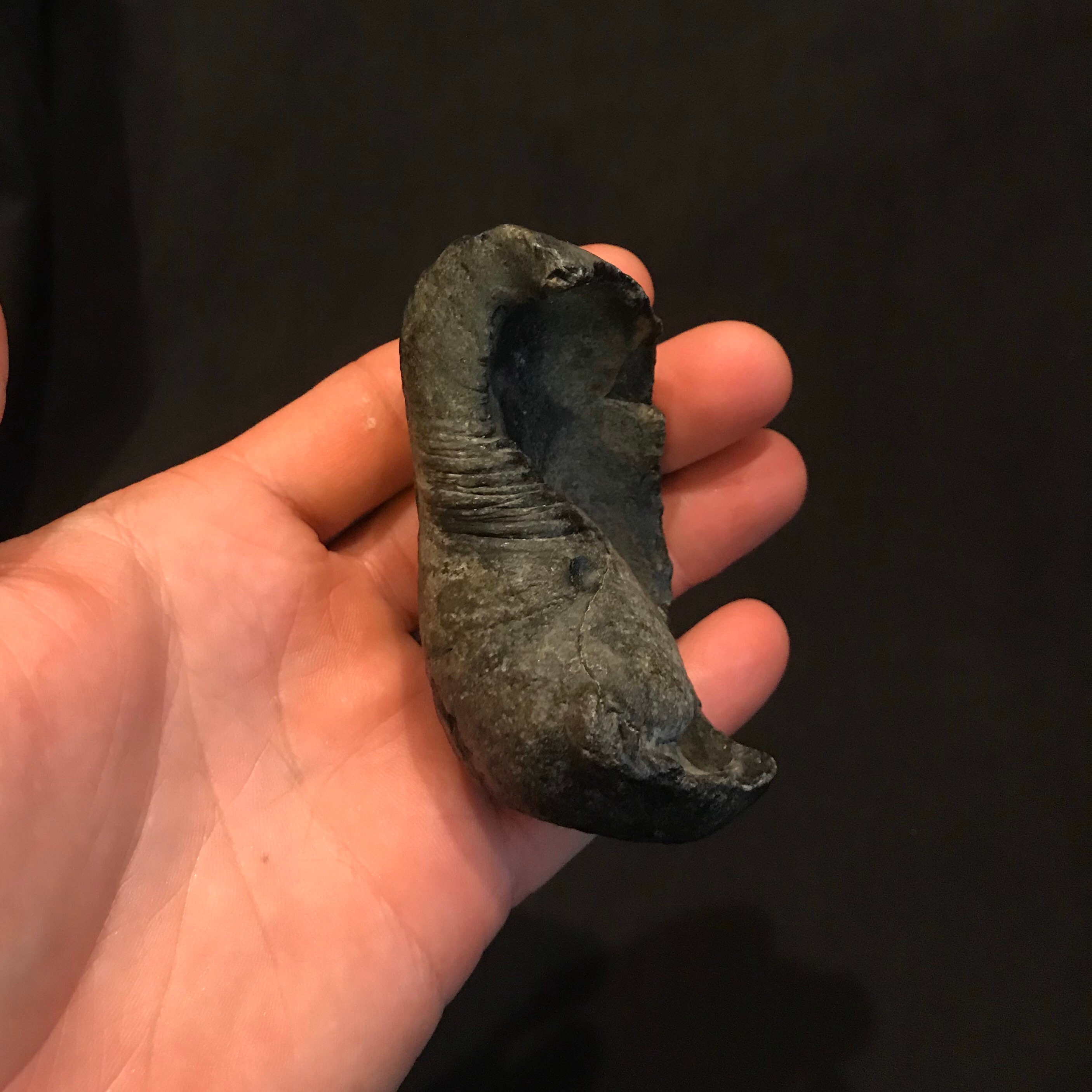 Fossil Tympanic Bulla Ear Bone Jacksonville Beach Florida - Etsy