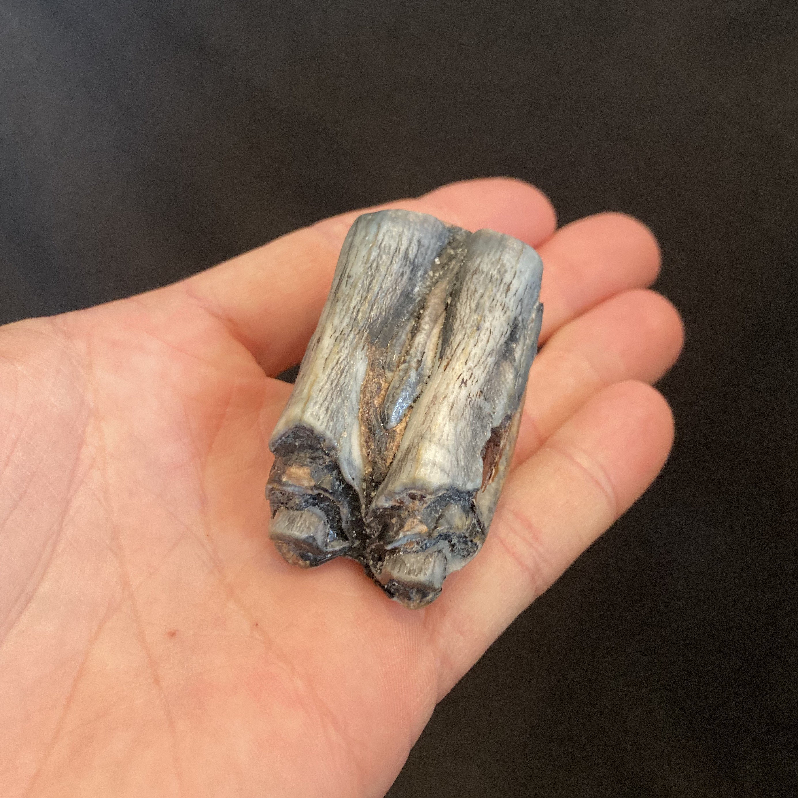 Large Fossil Beach Tumbled Bison Tooth Pleistocene Florida | Etsy