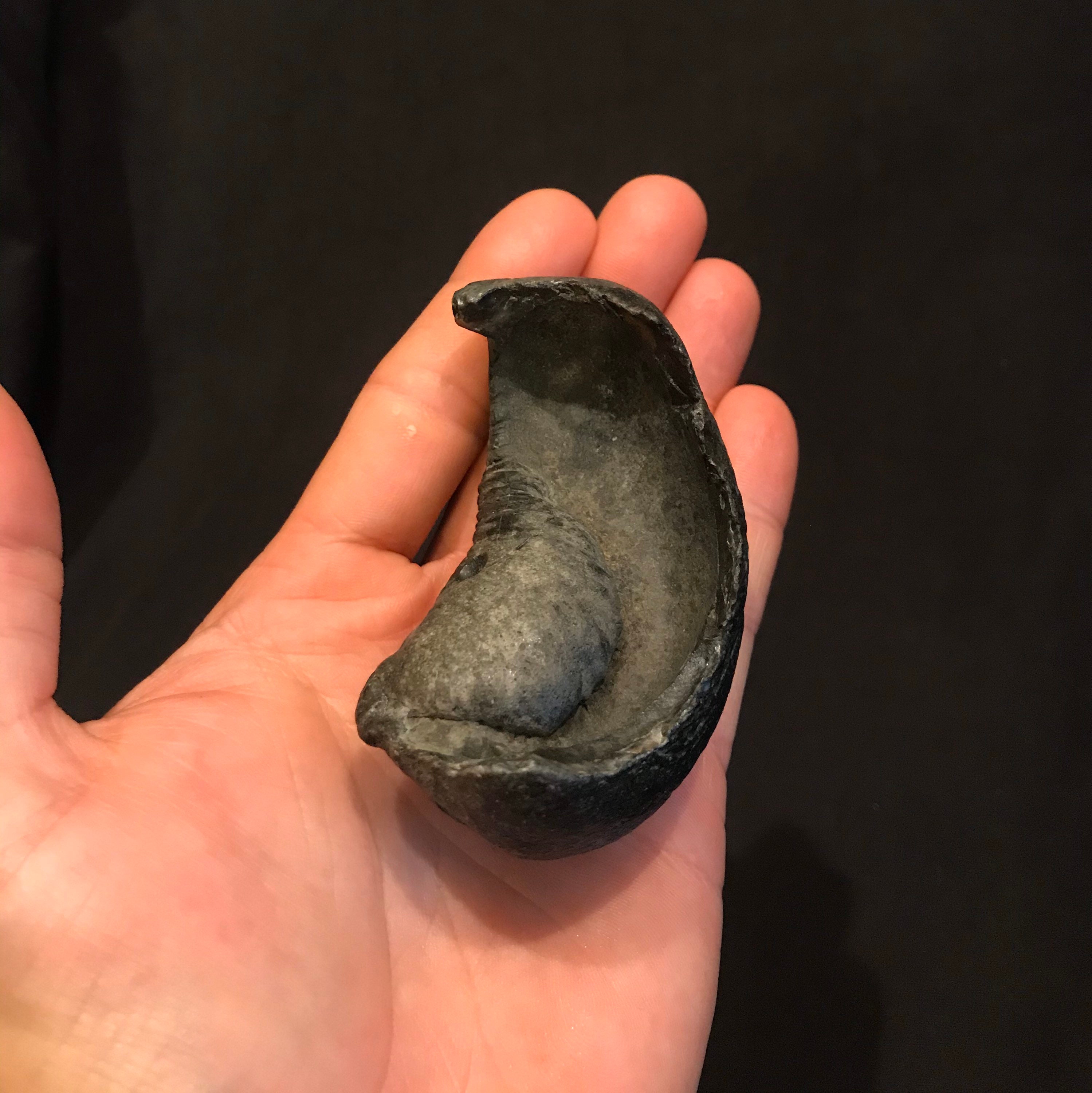 Fossil Tympanic Bulla Ear Bone Jacksonville Beach Florida - Etsy