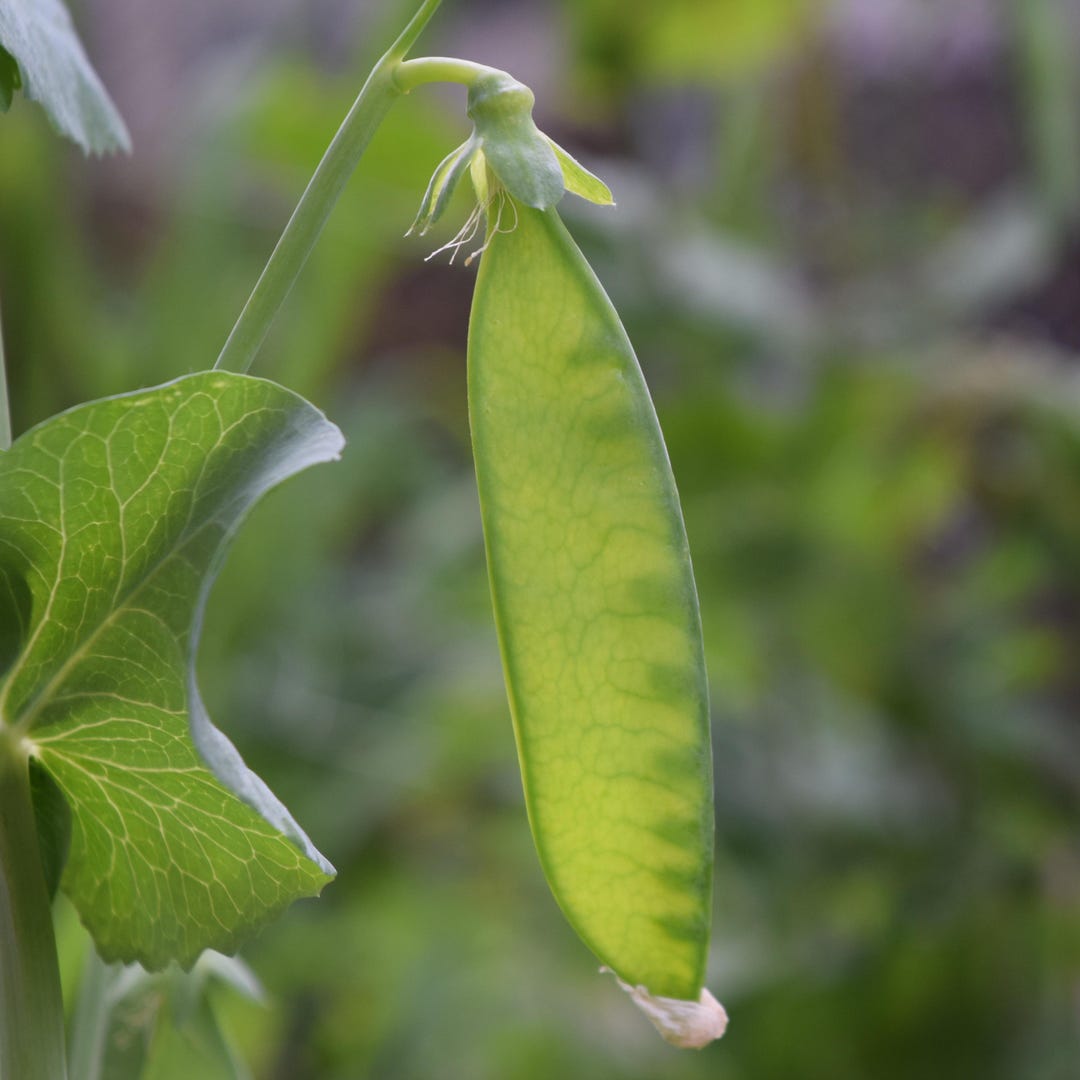 Pea Oregon Sugar Pod Seeds, Crisp Pods, High Yield, Tender Snow, Non ...