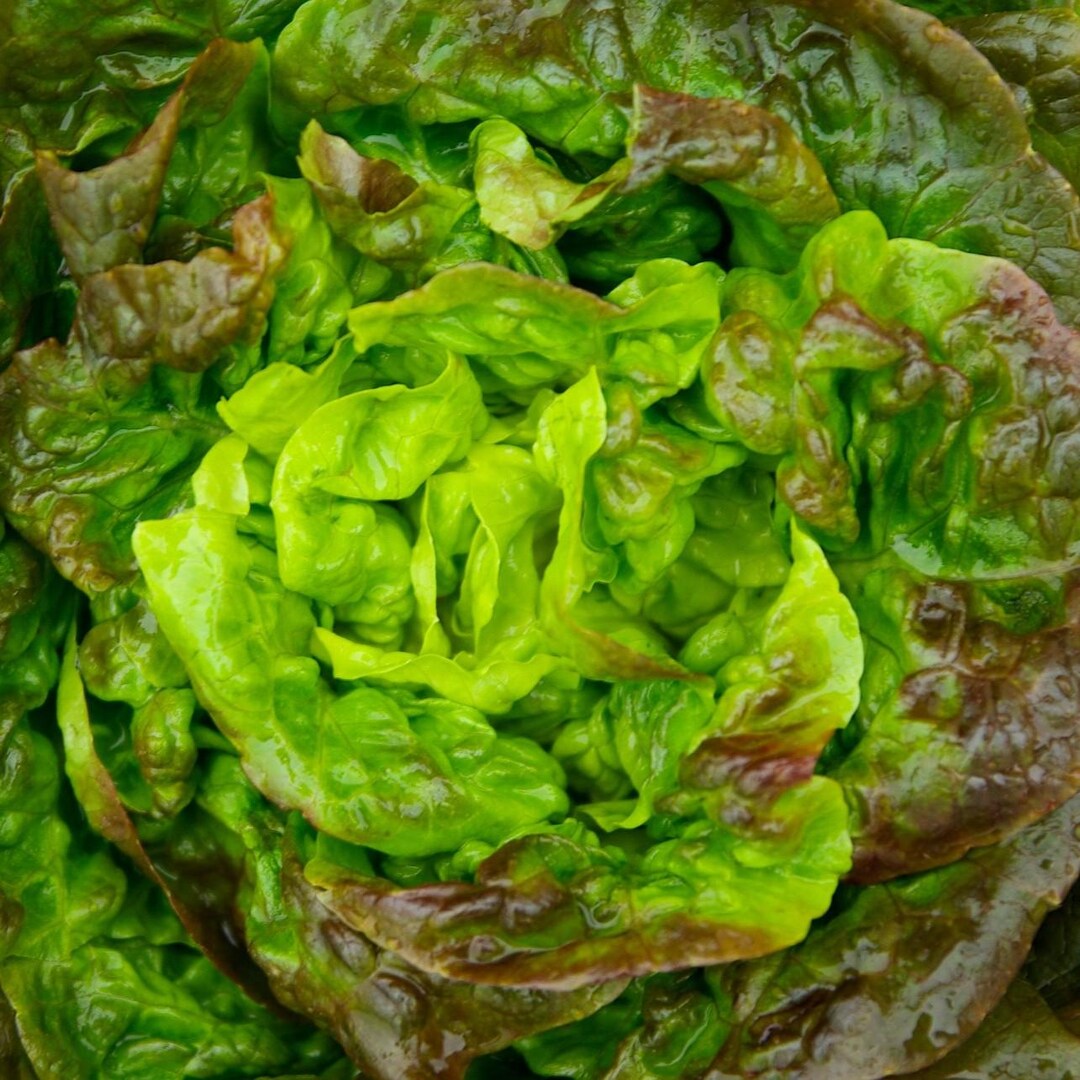 Prizehead Lettuce Seeds, Heirloom, Red Ruffled Leaves, Non-gmo - Etsy