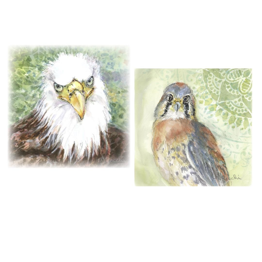 Birds of Prey Note Cards With Envelopes, Set of 6, 4.25" X 5.5" - Etsy