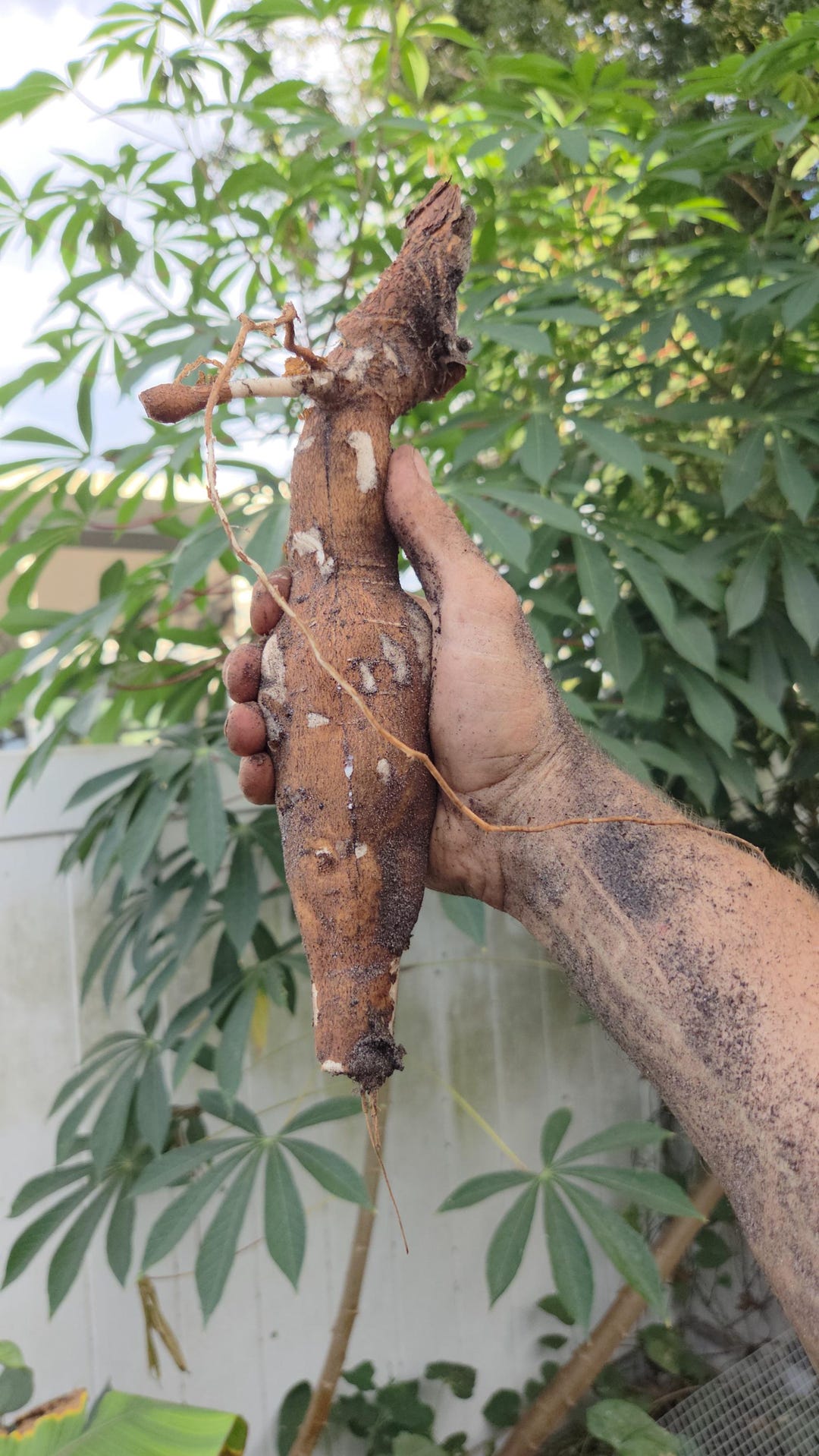 4x Fresh Yuca Cuttings – Cassava Root Starter Plants, Grown in Florida ...