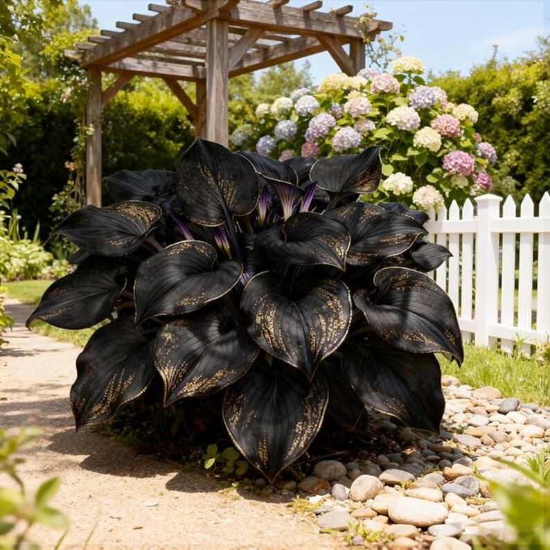 280+ Premium Perennial Hosta Seeds – Non-gmo Heirloom Shade Garden ...