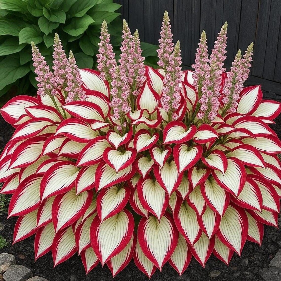 100 Rare Hosta Seeds | Perennial Garden Plant | Easy Grow Shade ...