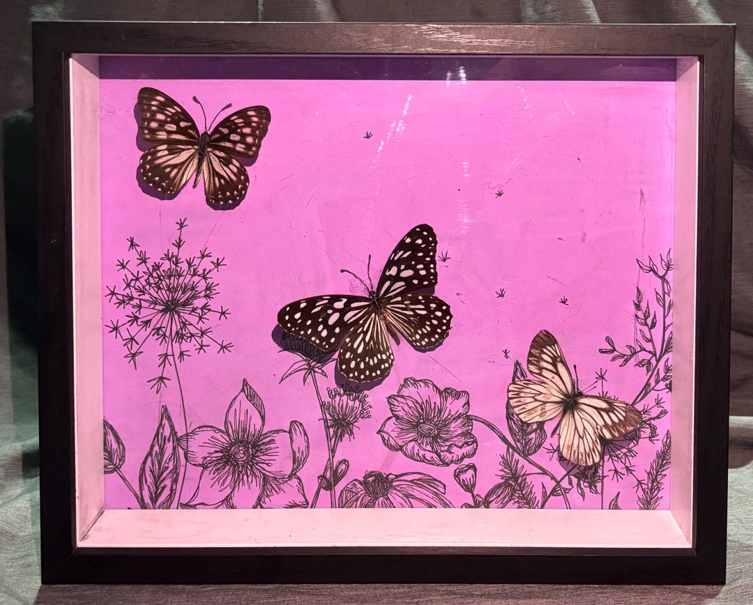 Taxidermy Bug Display | Butterfly Shadow Box | Blue Tiger Butterfly ...