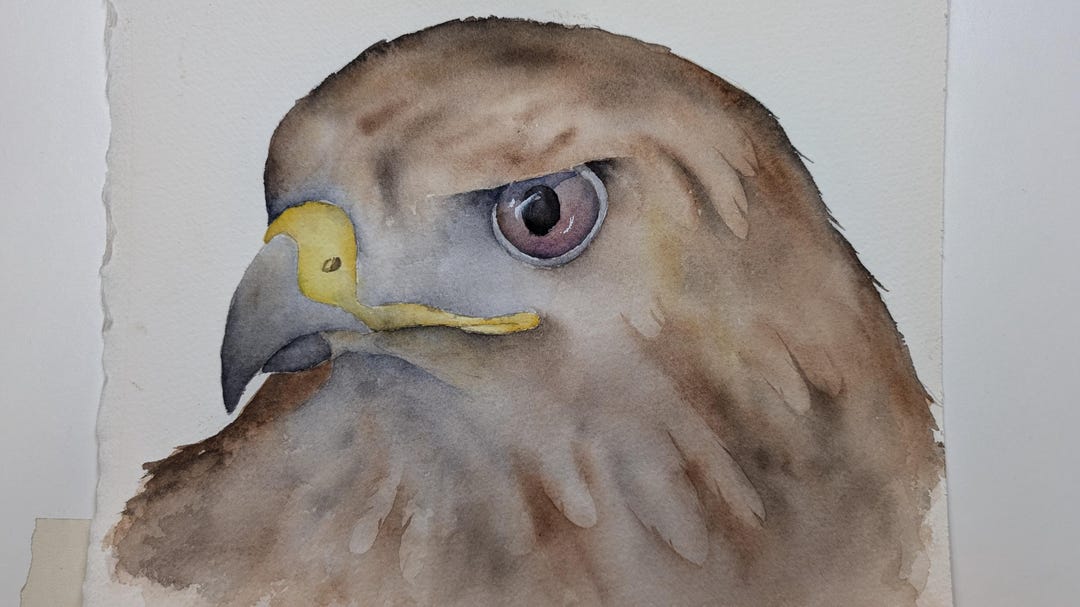 Red Tailed Hawk in Watercolor Original Painting Signed - Etsy