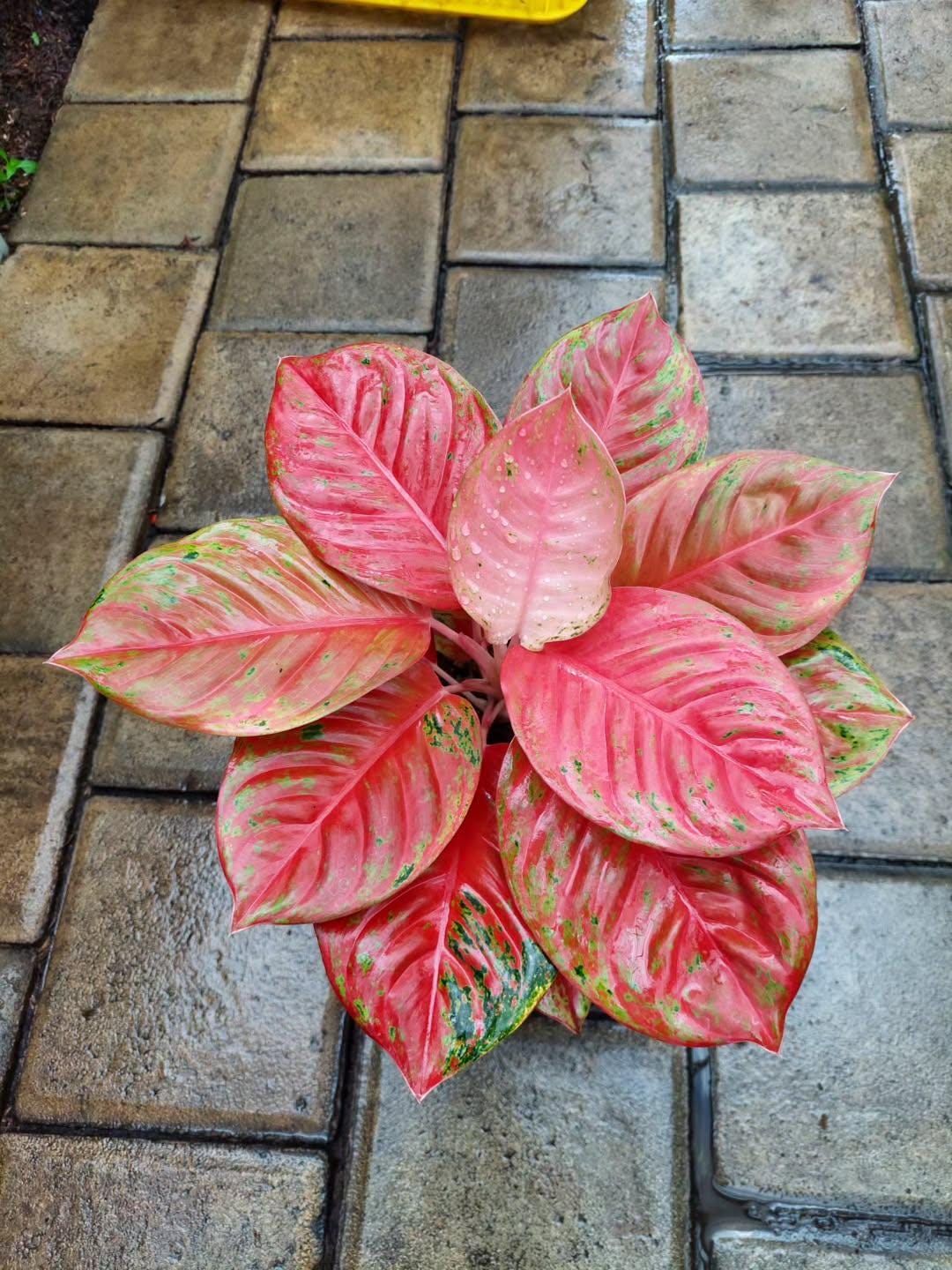 Aglaonema Super Red Tos - Etsy