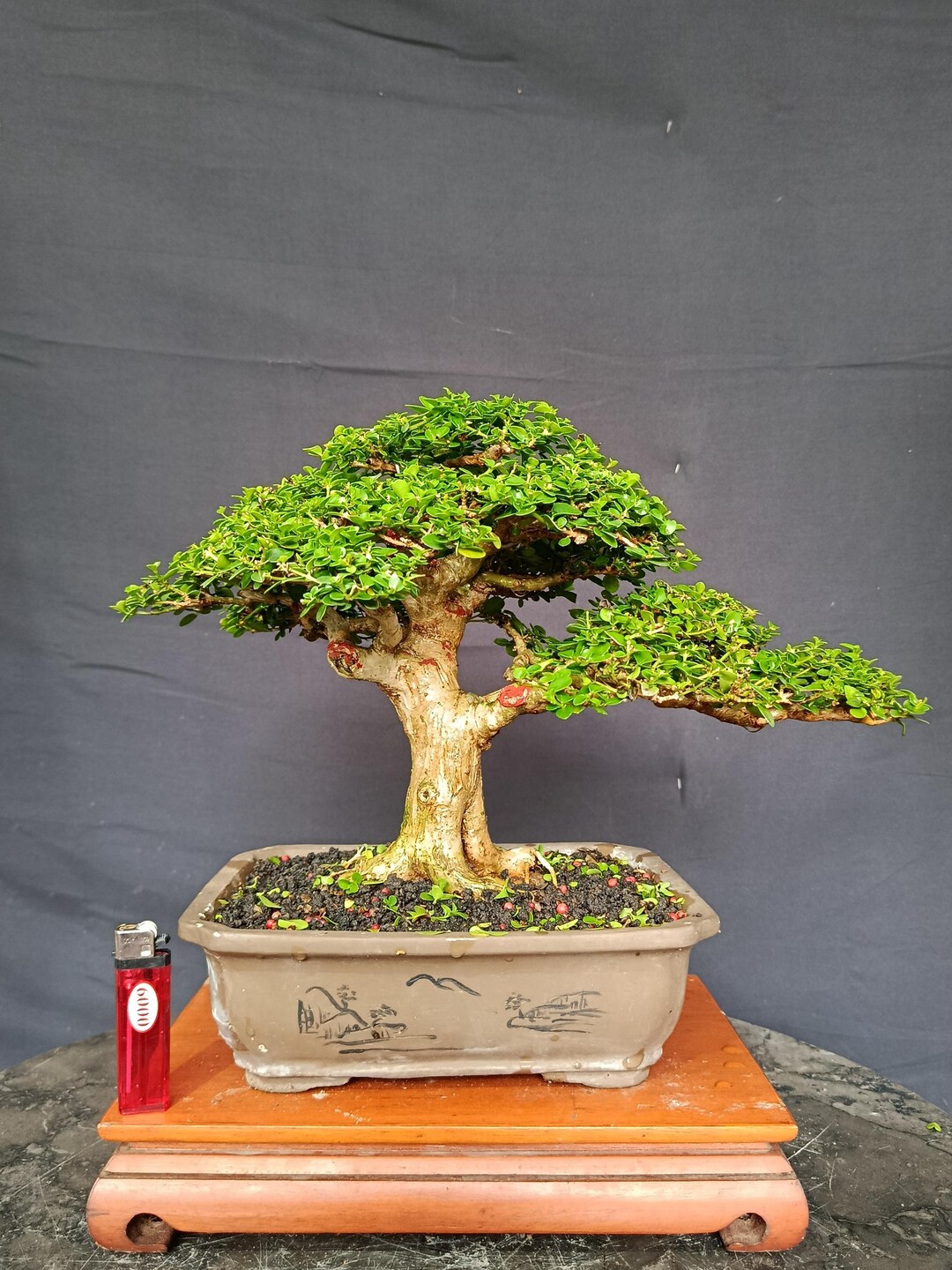 Live Tree Bonsai Premna Microphylla Bonsai Indoor Outdoor Size Small - Etsy