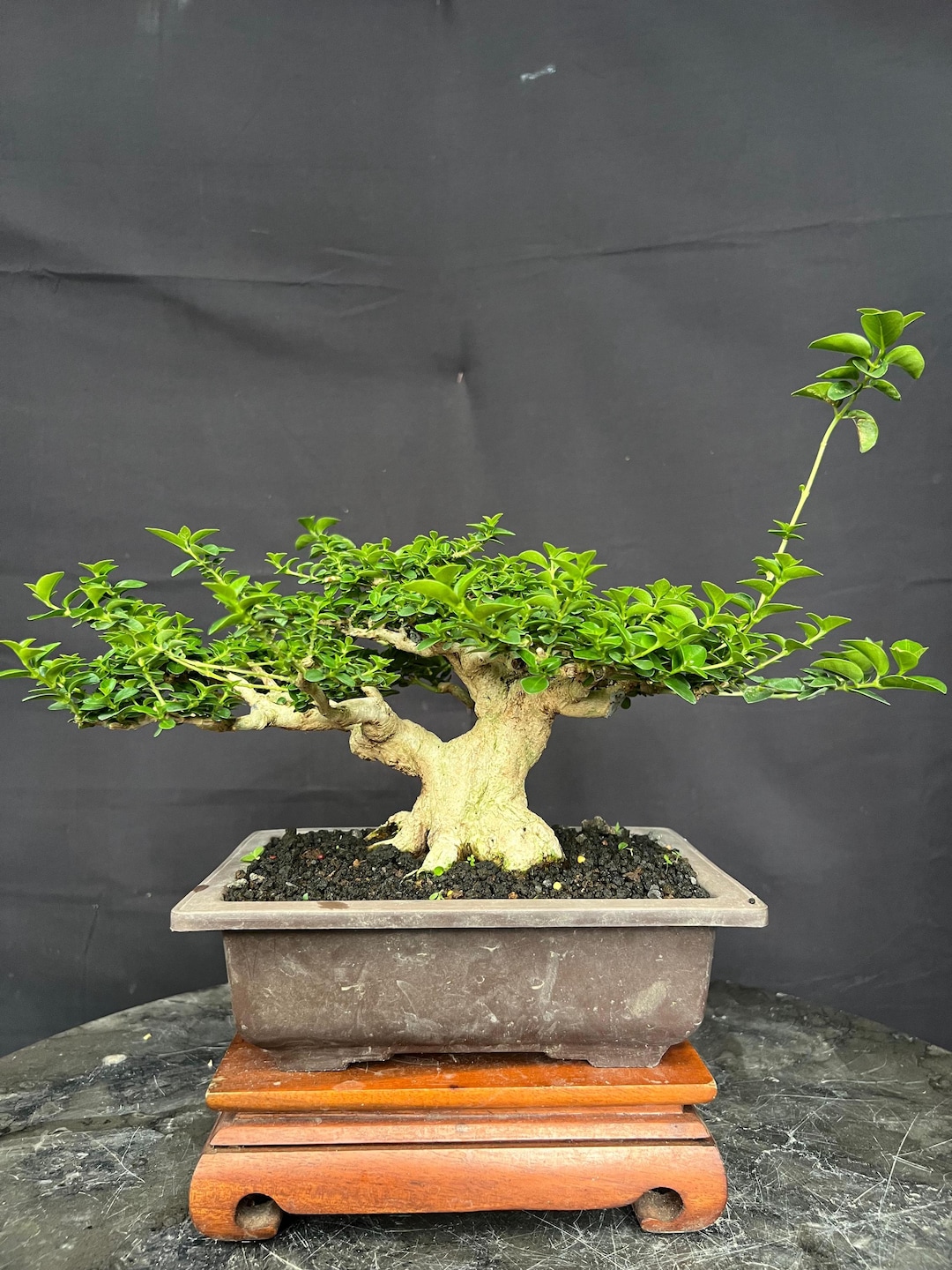 Living Bonsai Premna Microphylla | Bonsai Tree - Etsy