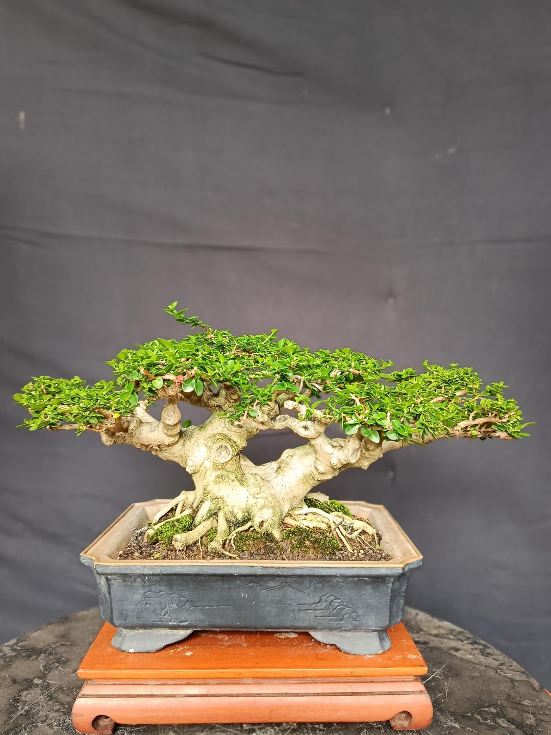 Live Tree Bonsai Premna Microphylla Bonsai Indoor Outdoor Size Small ...