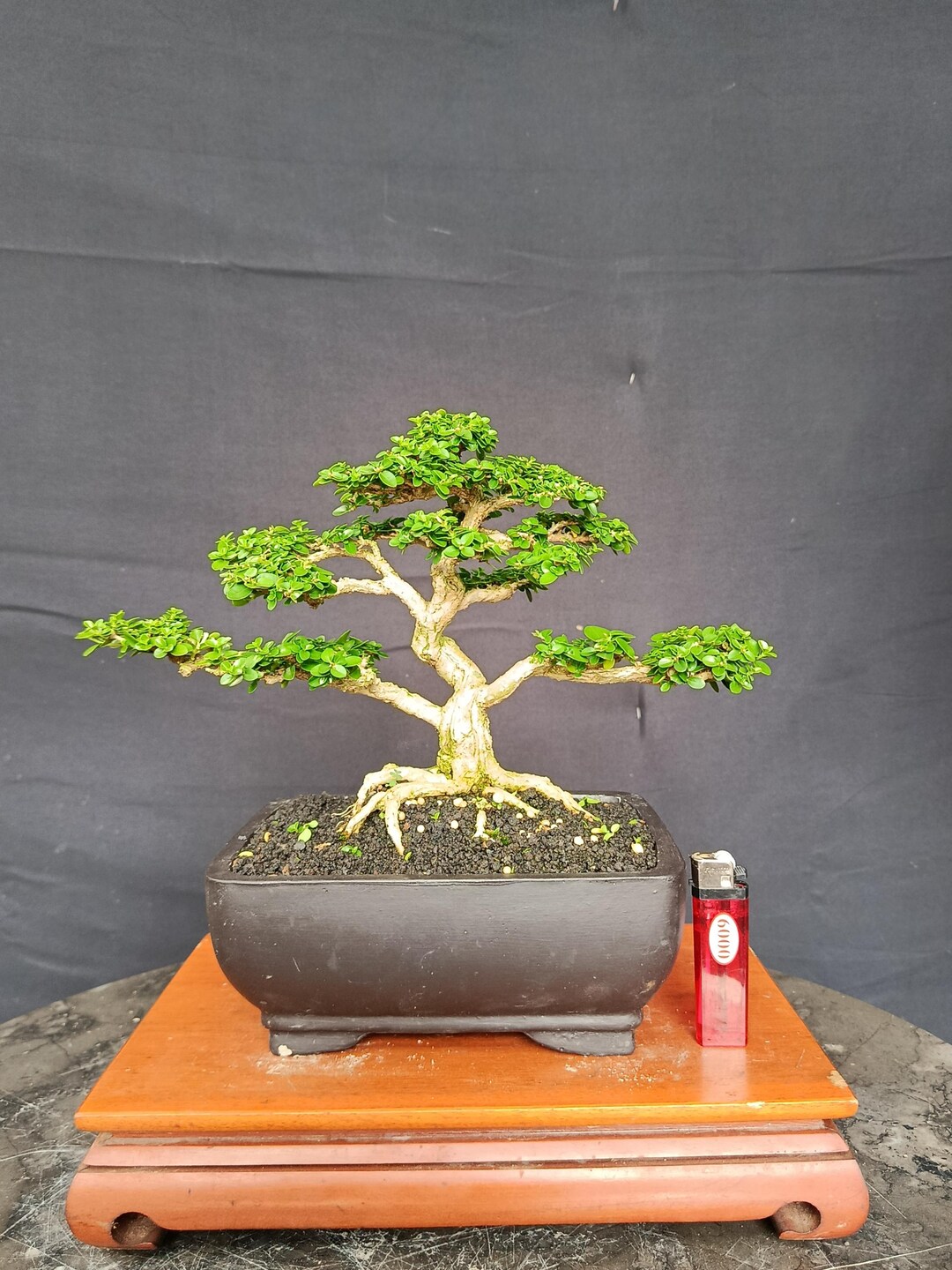 Real Picture Bonsai Premna Microphylla Bonsai Indoor Outdoor Tree Size ...
