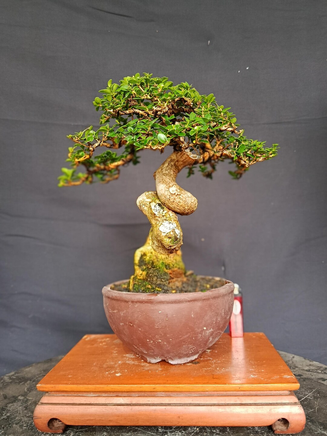 Premna Microphylla Bonsai Tree – Small Indoor Outdoor Live Plant - Etsy