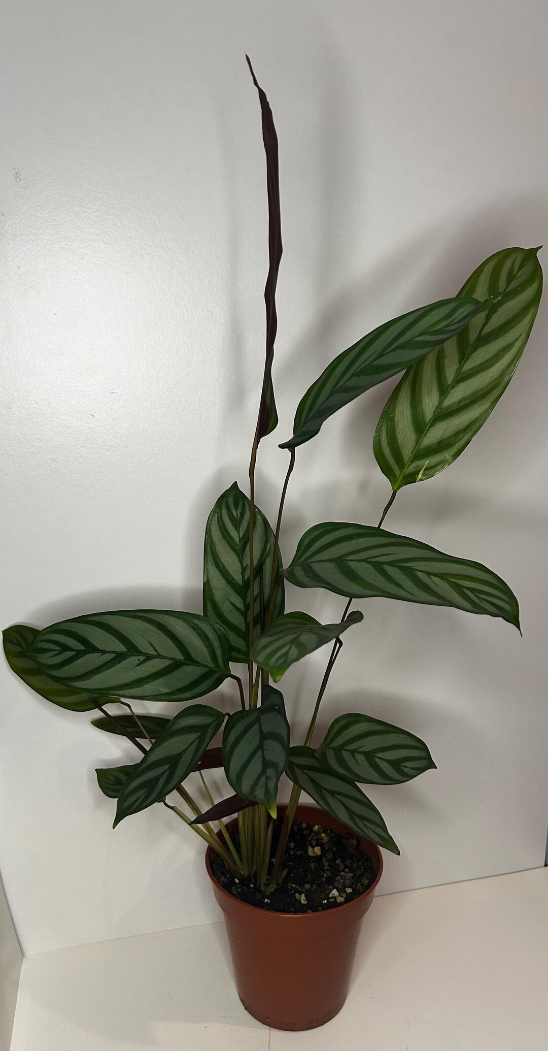 Ctenanthe Setosa (fishbone Prayer Plant) - Etsy