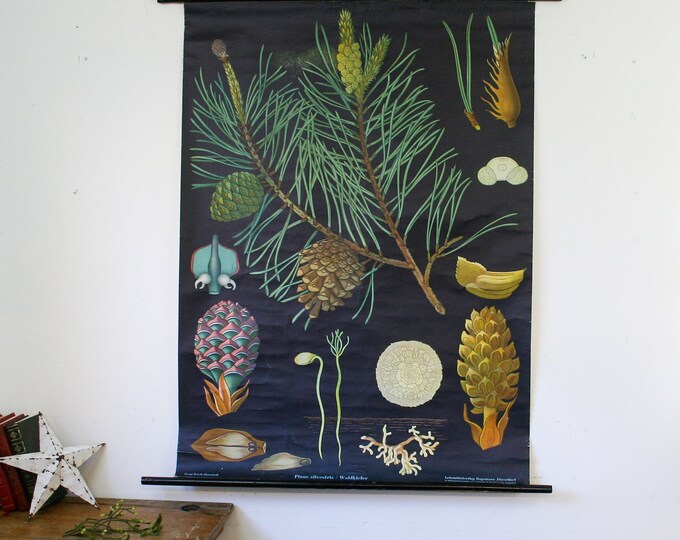 School Chart Vintage Botanical, Pine Tree, Pull Down Chart - Etsy