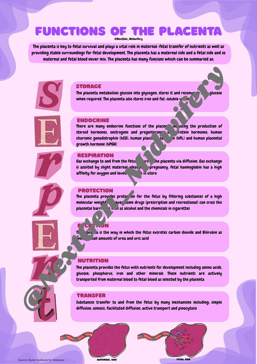 Functions of the Placenta Study Guide - Digital Download - Etsy