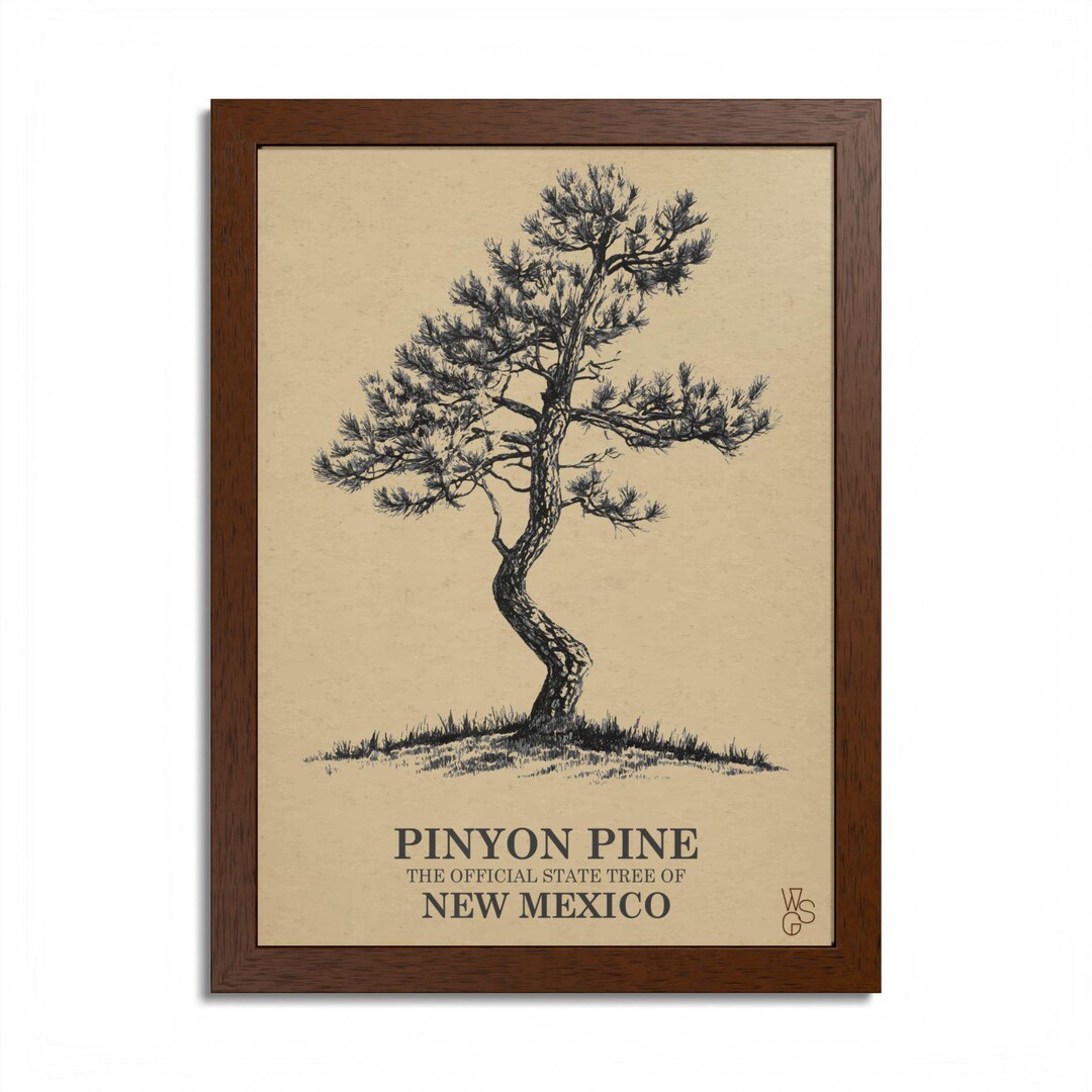 Pinyon Pine - New Mexico State Tree Art Print Vintage Botanical Poster ...