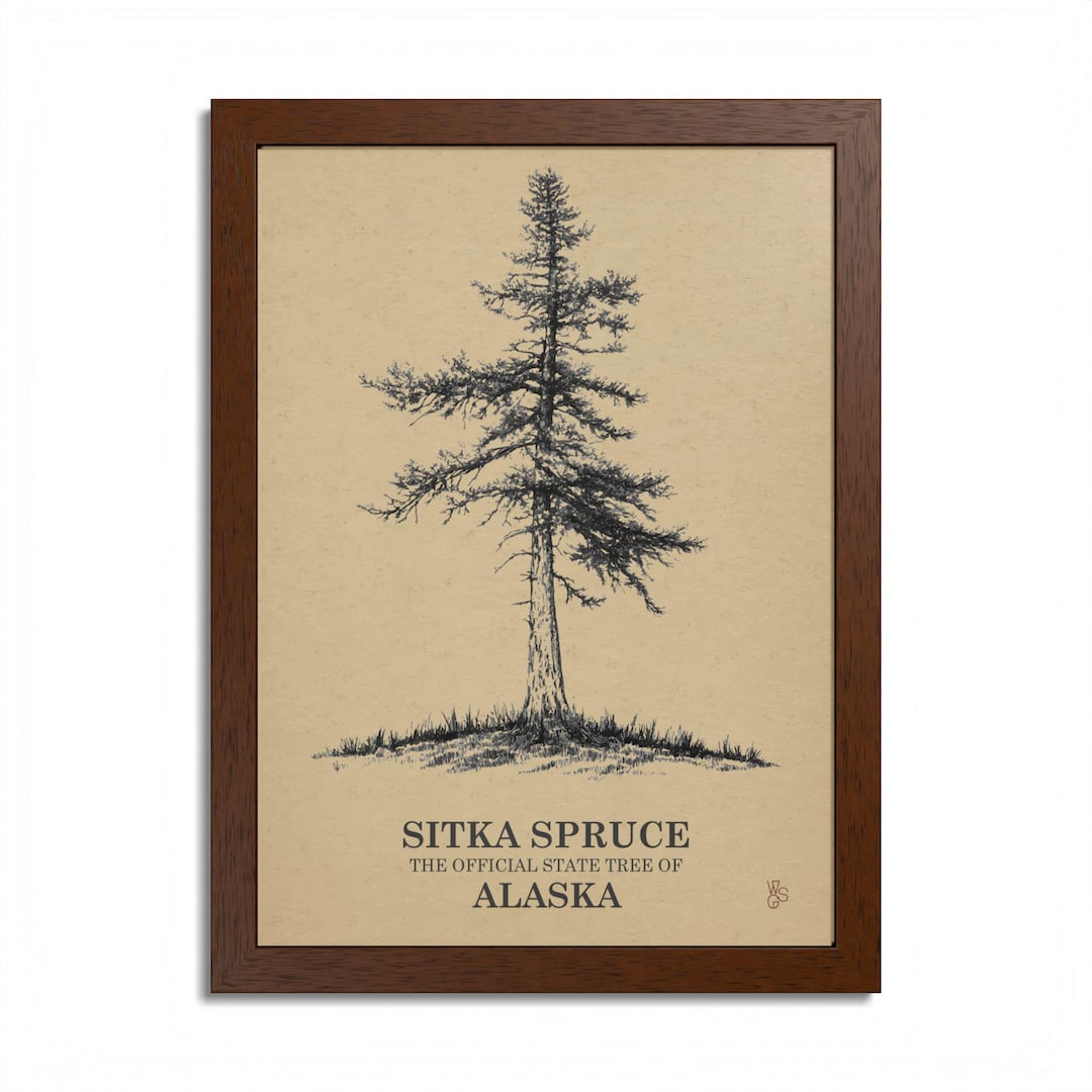 Sitka Spruce - Alaska State Tree Art Print, Vintage Botanical Poster ...