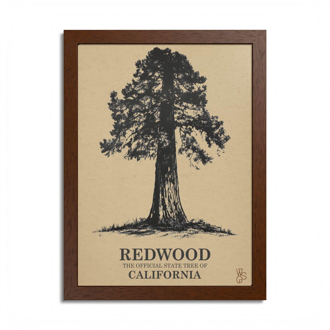 Redwood Tree - California State Tree Art Print, Vintage Botanical ...
