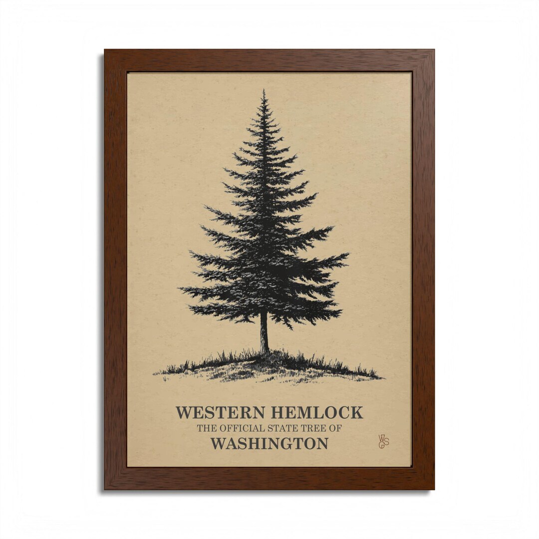 Western Hemlock - Washington State Tree Art Print Vintage Botanical ...