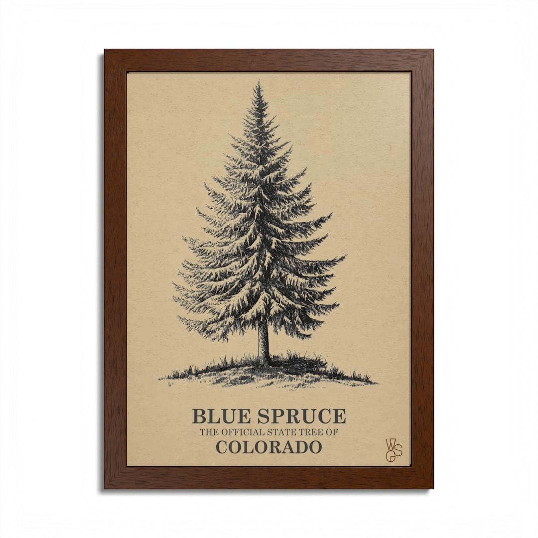 Blue Spruce - Colorado State Tree Art Print, Vintage Botanical Poster ...