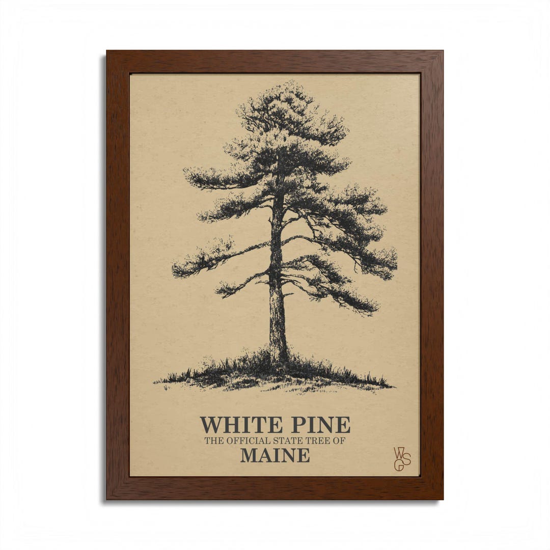 White Pine - Maine State Tree Art Print, Vintage Botanical Poster ...