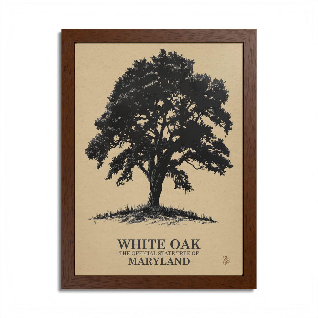 White Oak - Maryland State Tree Art Print, Vintage Botanical Poster ...