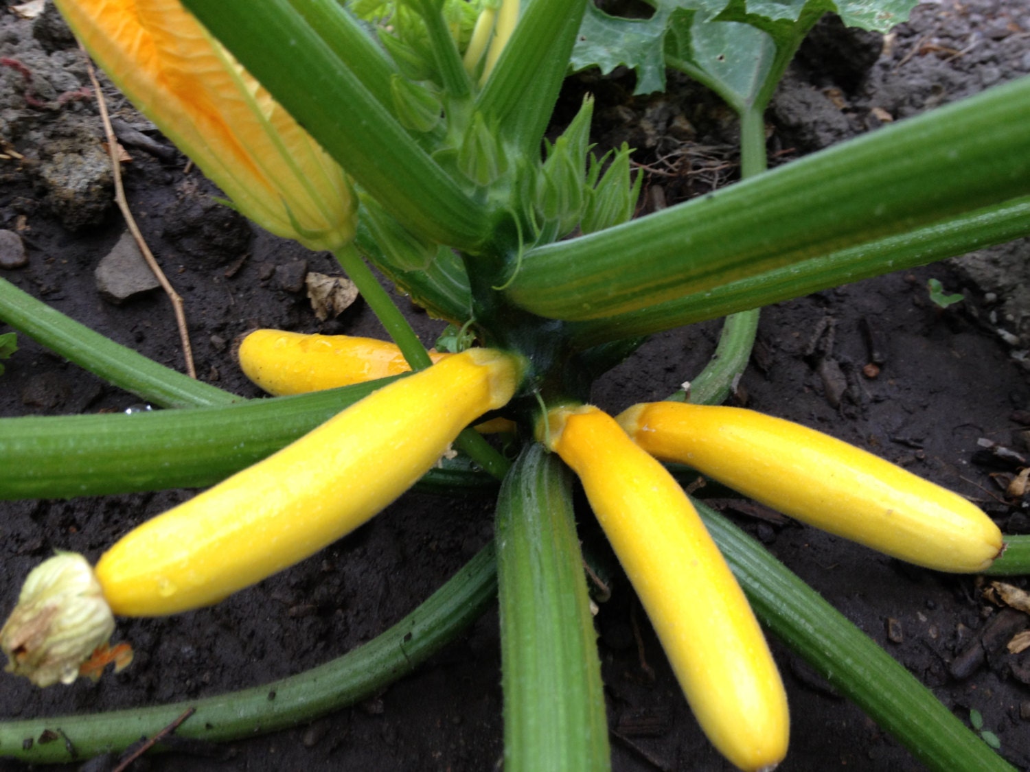 Golden Zucchini Heirloom Excellent Flavor and Smooth Texture