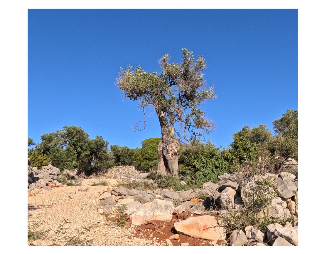 Download Printable Olive Tree Photo Digital Art Print - Etsy