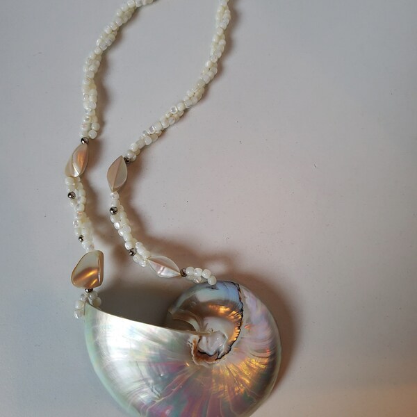 Nautilus Shell - Etsy